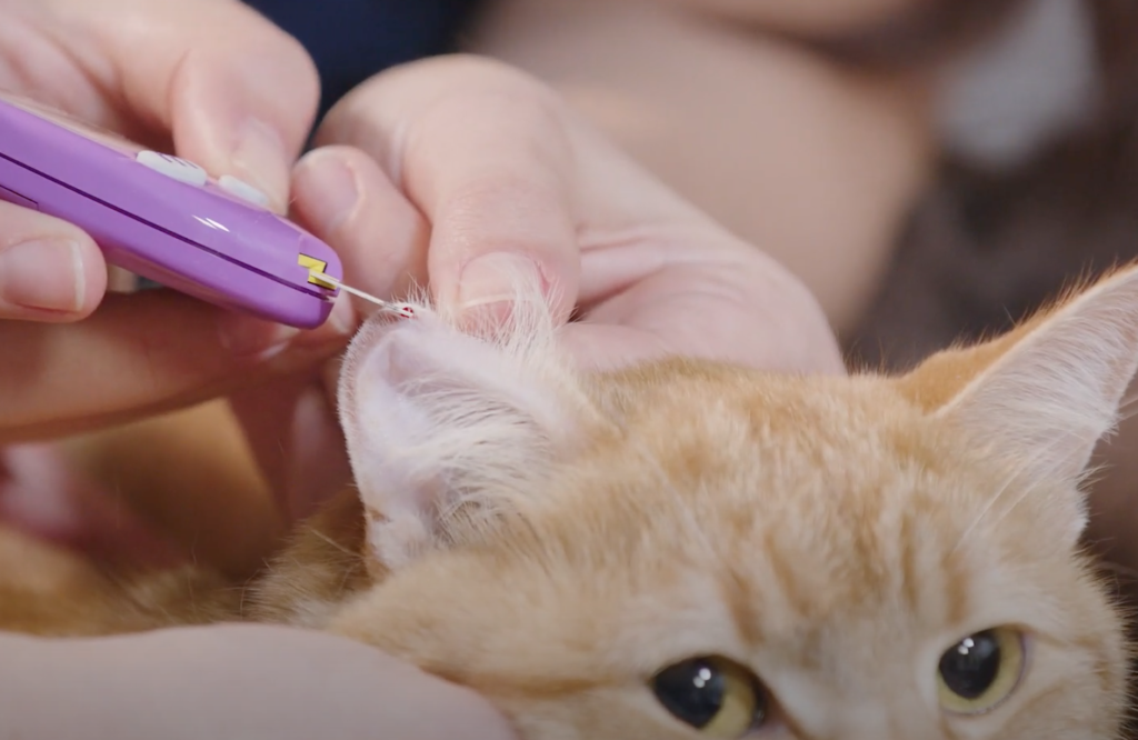How to Perform a Blood Glucose Check on your Cat - Cat Care Clinic